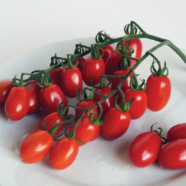 Grape Tomato - Red – Slow Roots Farm