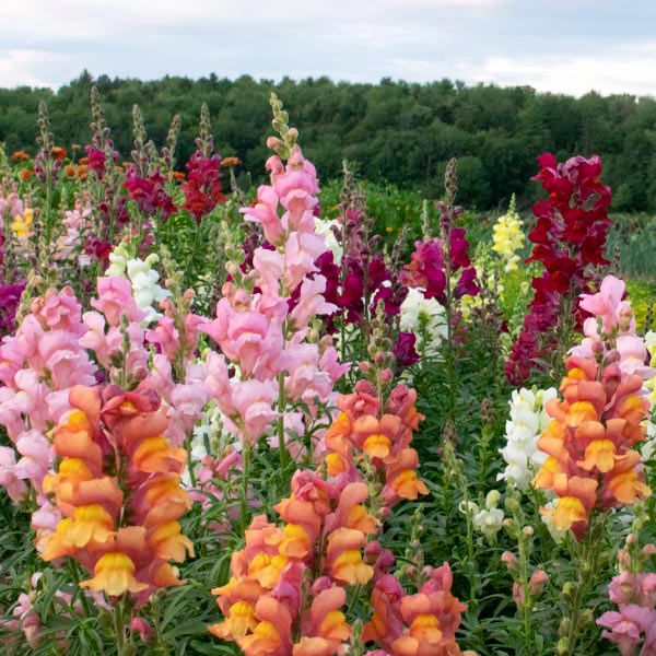 Snapdragons – Slow Roots Farm
